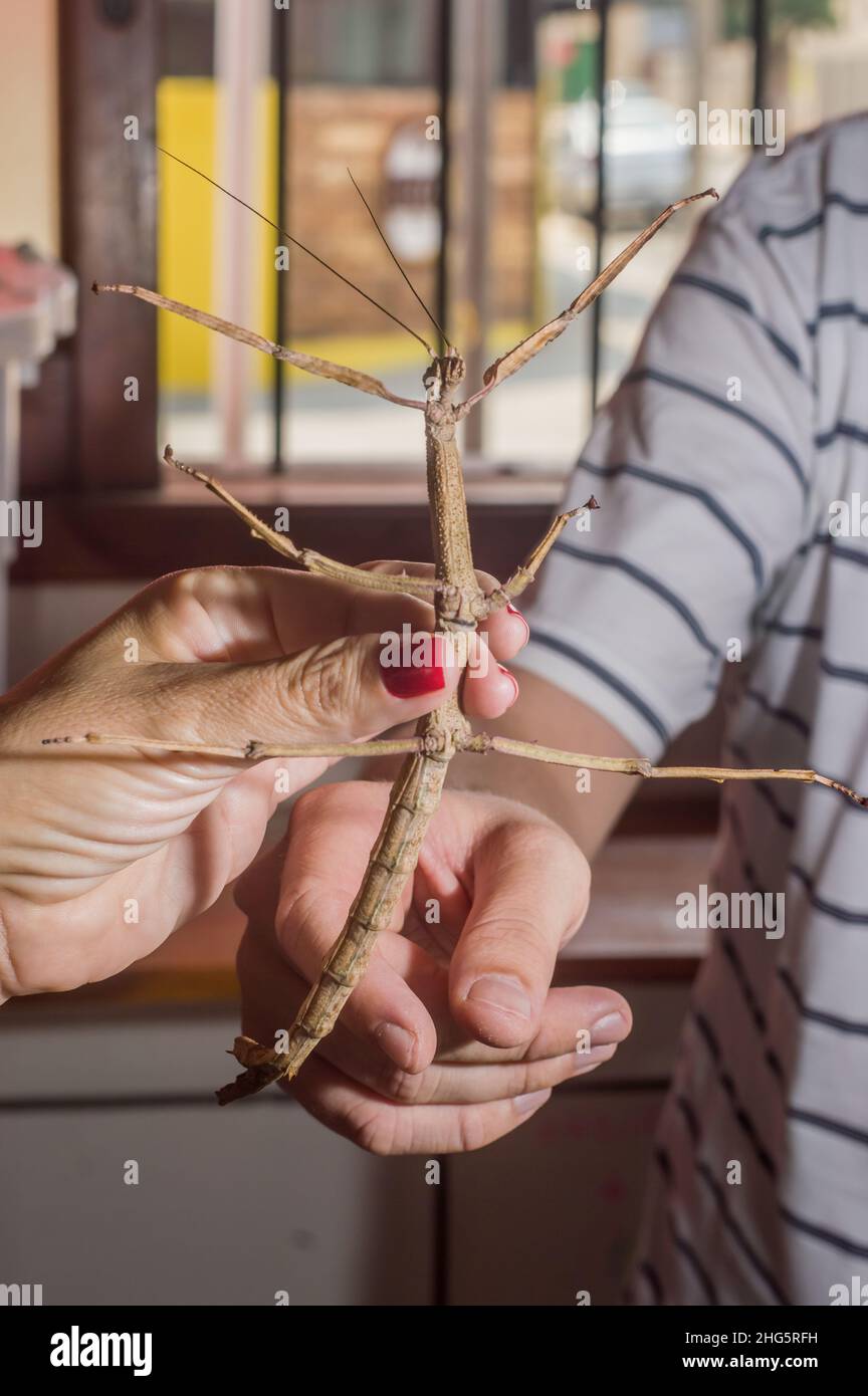Walking sticks mating hi-res stock photography and images - Alamy