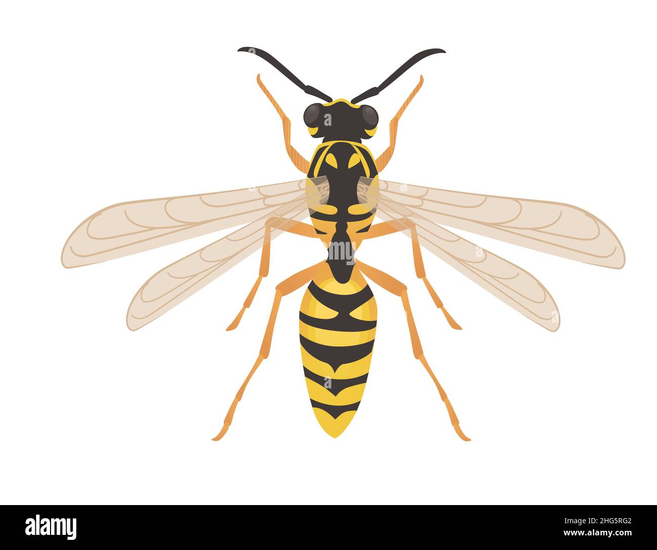 Dangerous wasp insect cartoon animal design vector illustration on ...