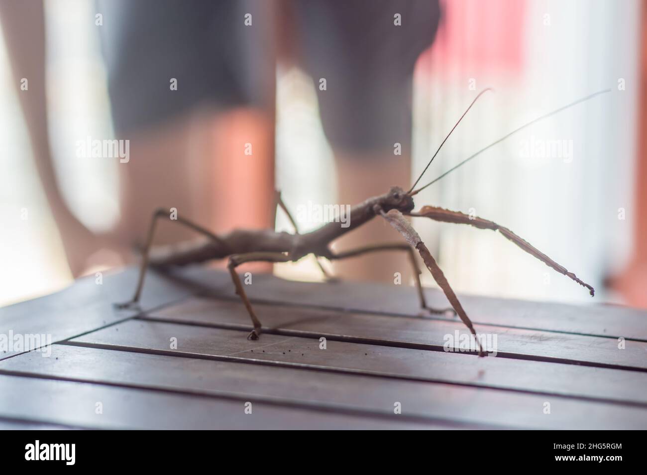 Walking sticks mating hi-res stock photography and images - Alamy