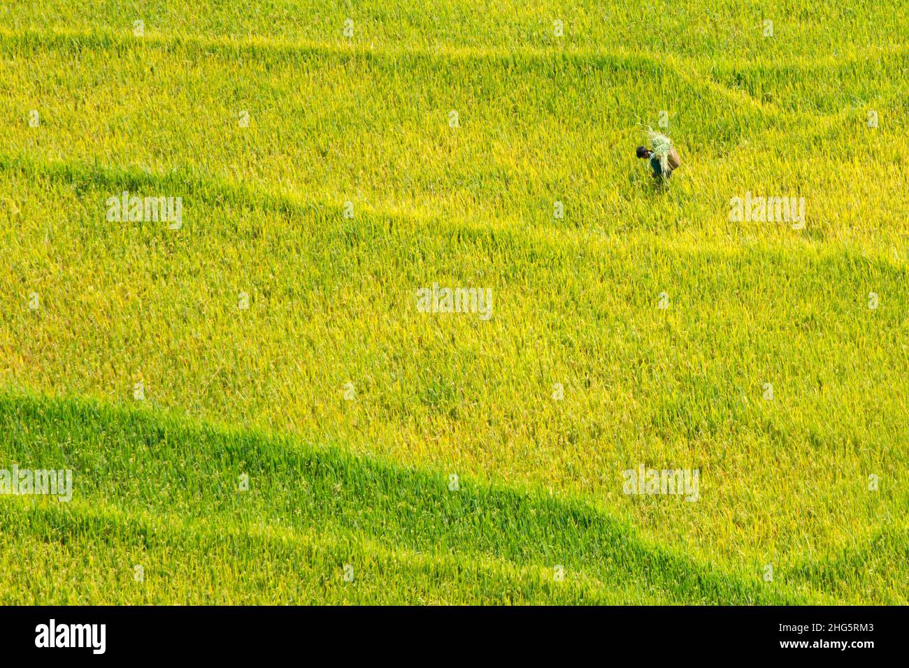 Beautiful aerial view of rice field and a unrecognizable person working ...