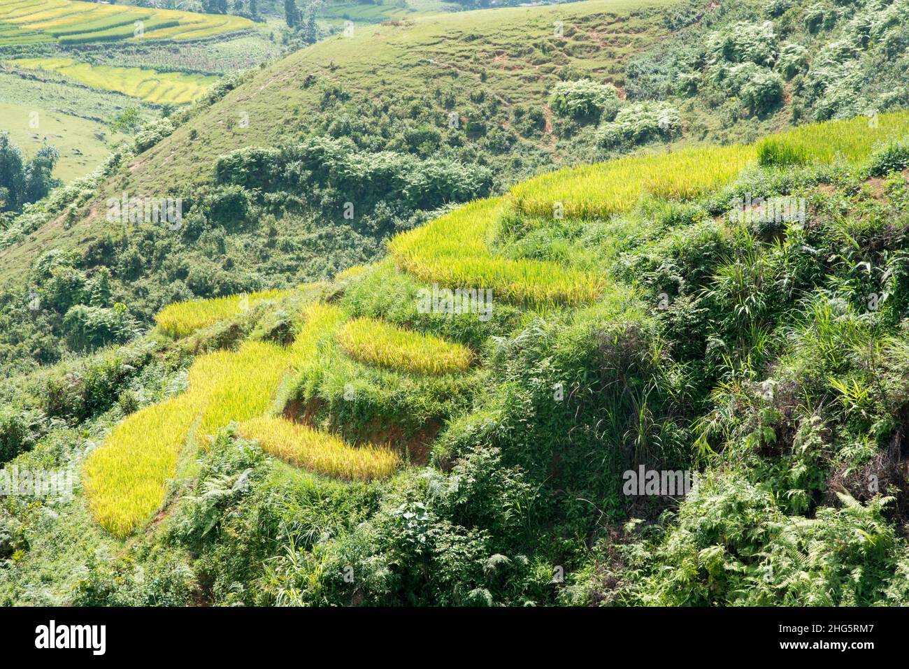 Rice plants growing in terraces near Sapa, Vietnam. Beautiful green ...