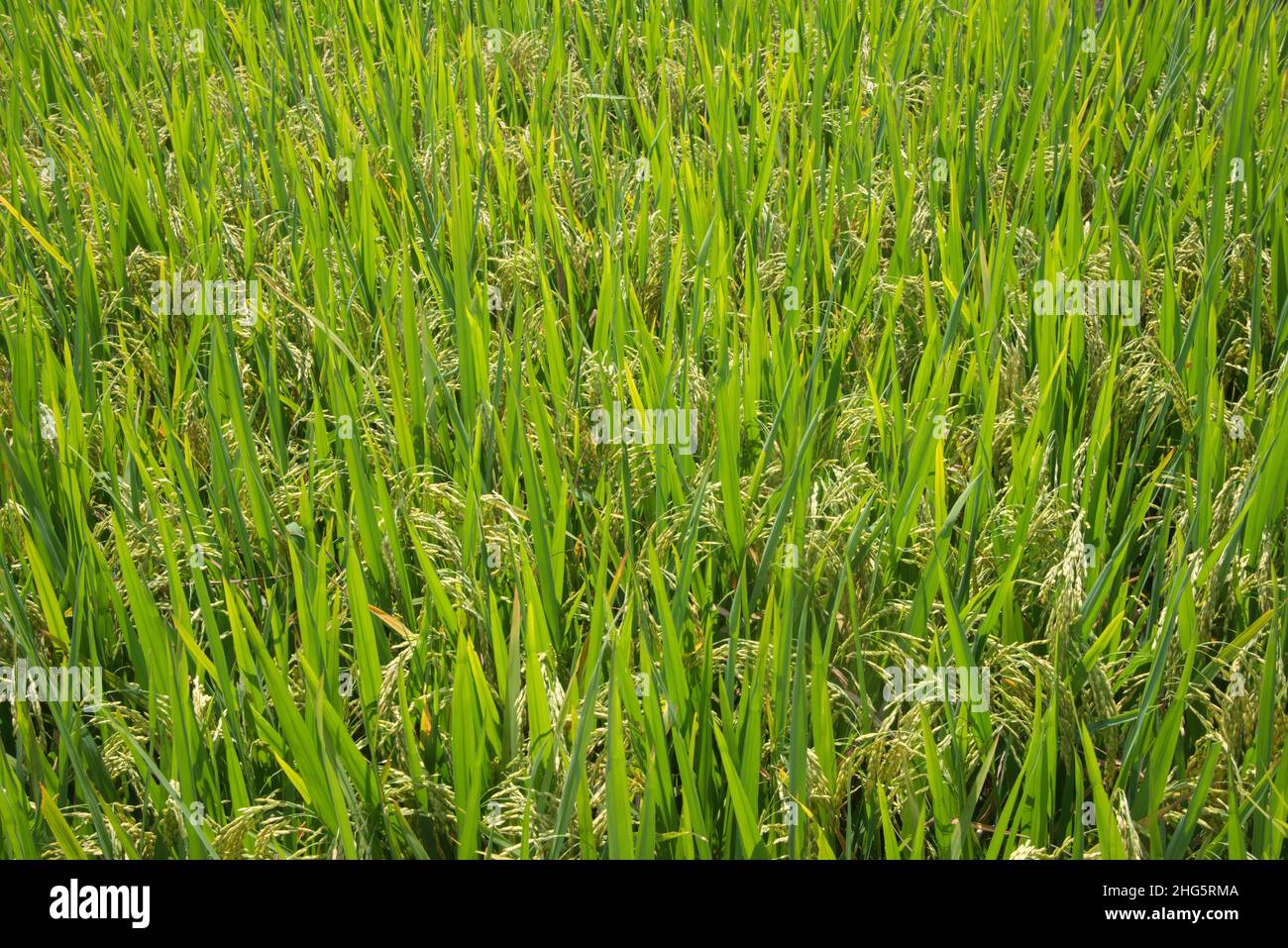 Sapa nature hi-res stock photography and images - Alamy