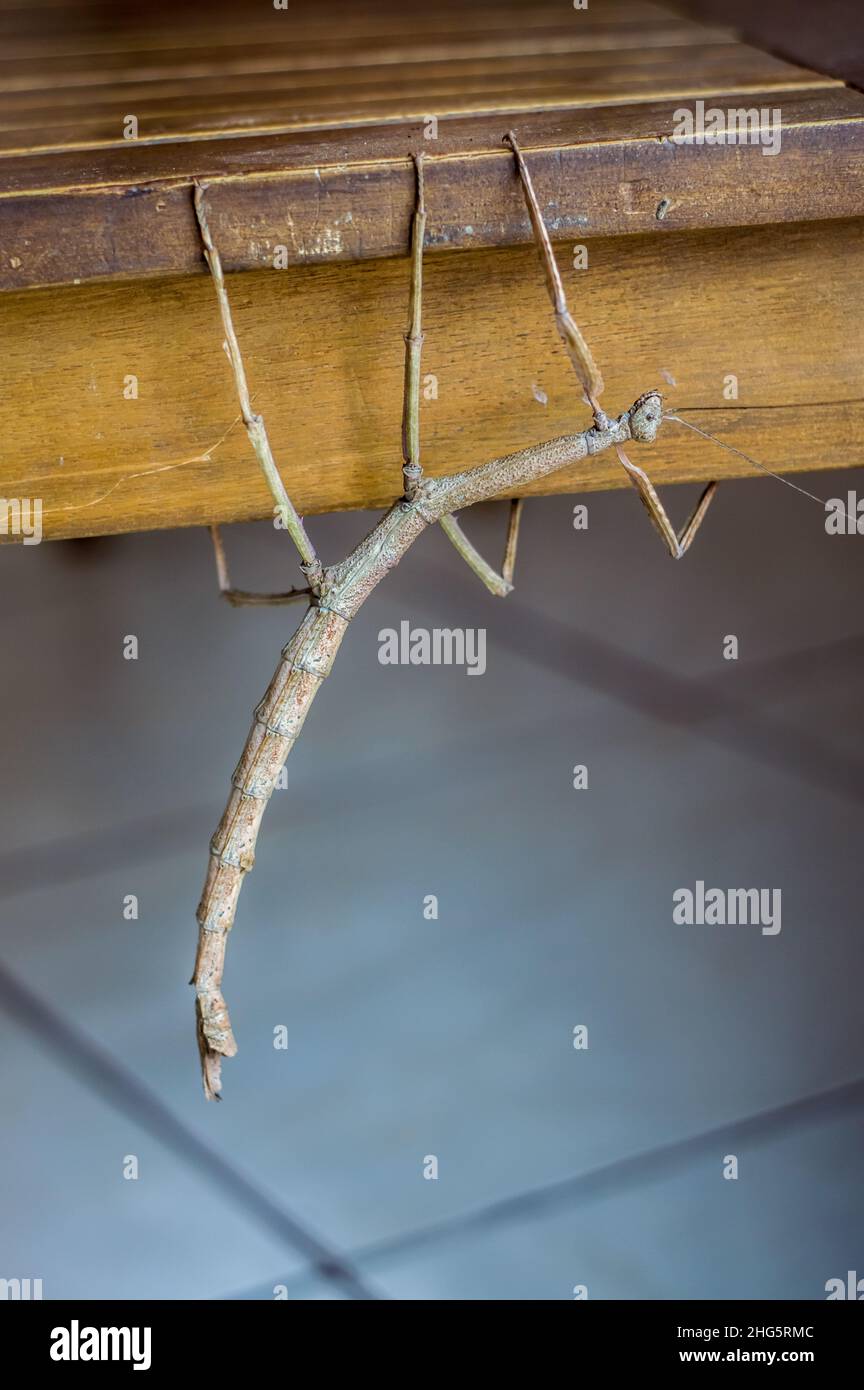Mating stick insects hi-res stock photography and images - Alamy