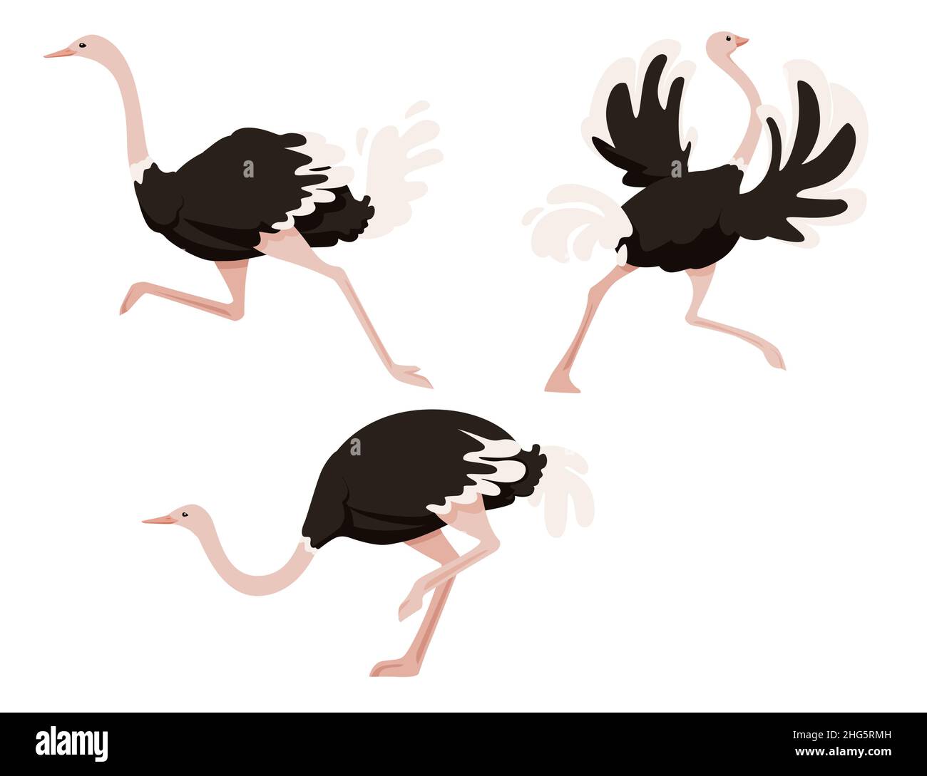 Set cute ostrich running african flightless bird cartoon animal design ...