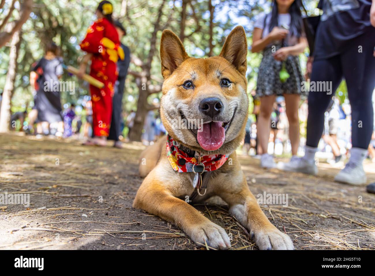 Ground level view of a young red Shiba Inu dog with smiling expression ...