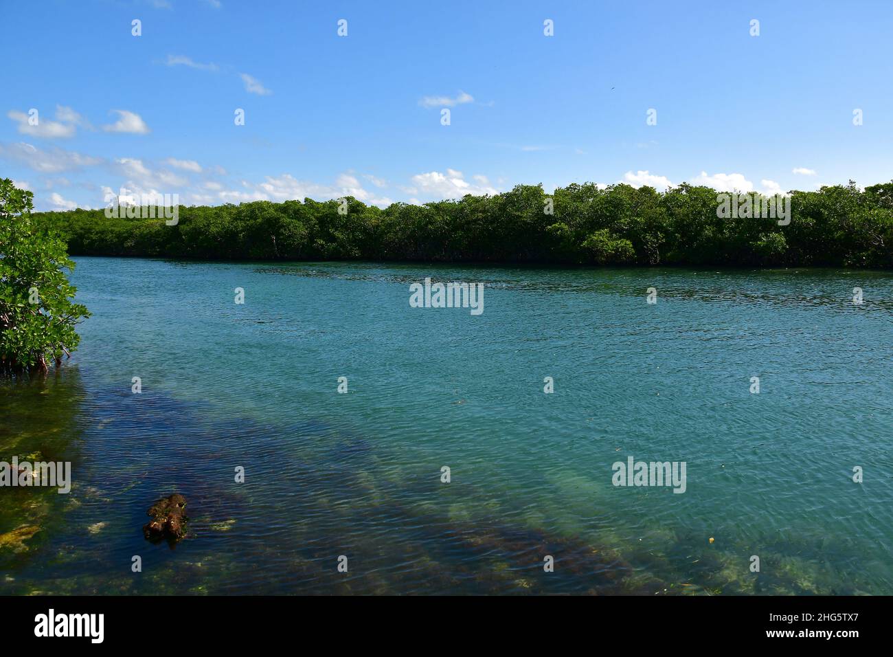 mangrove trees, lagoon, Cancún, state of Quintana Roo, Yucatán ...