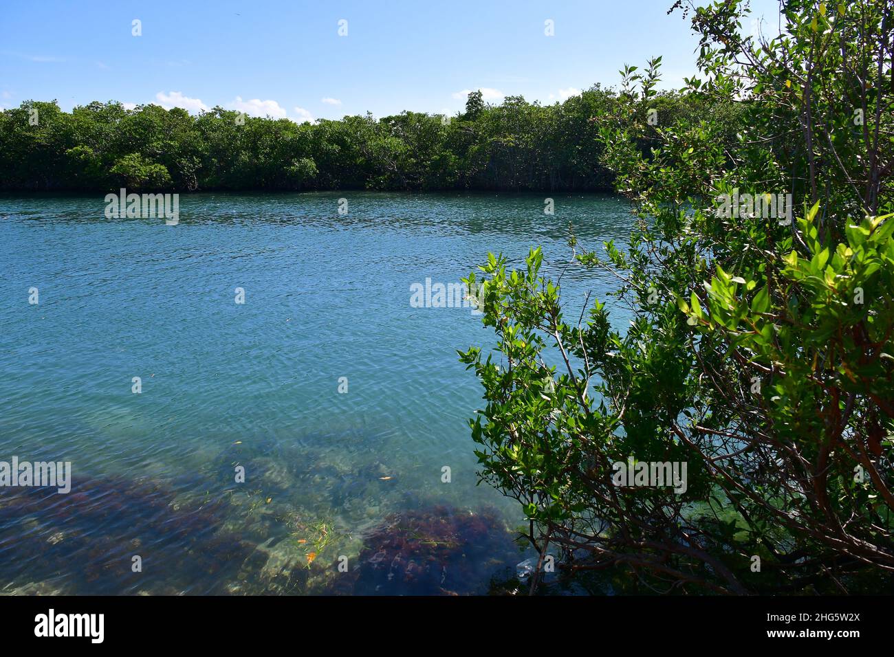 mangrove trees, lagoon, Cancún, state of Quintana Roo, Yucatán ...