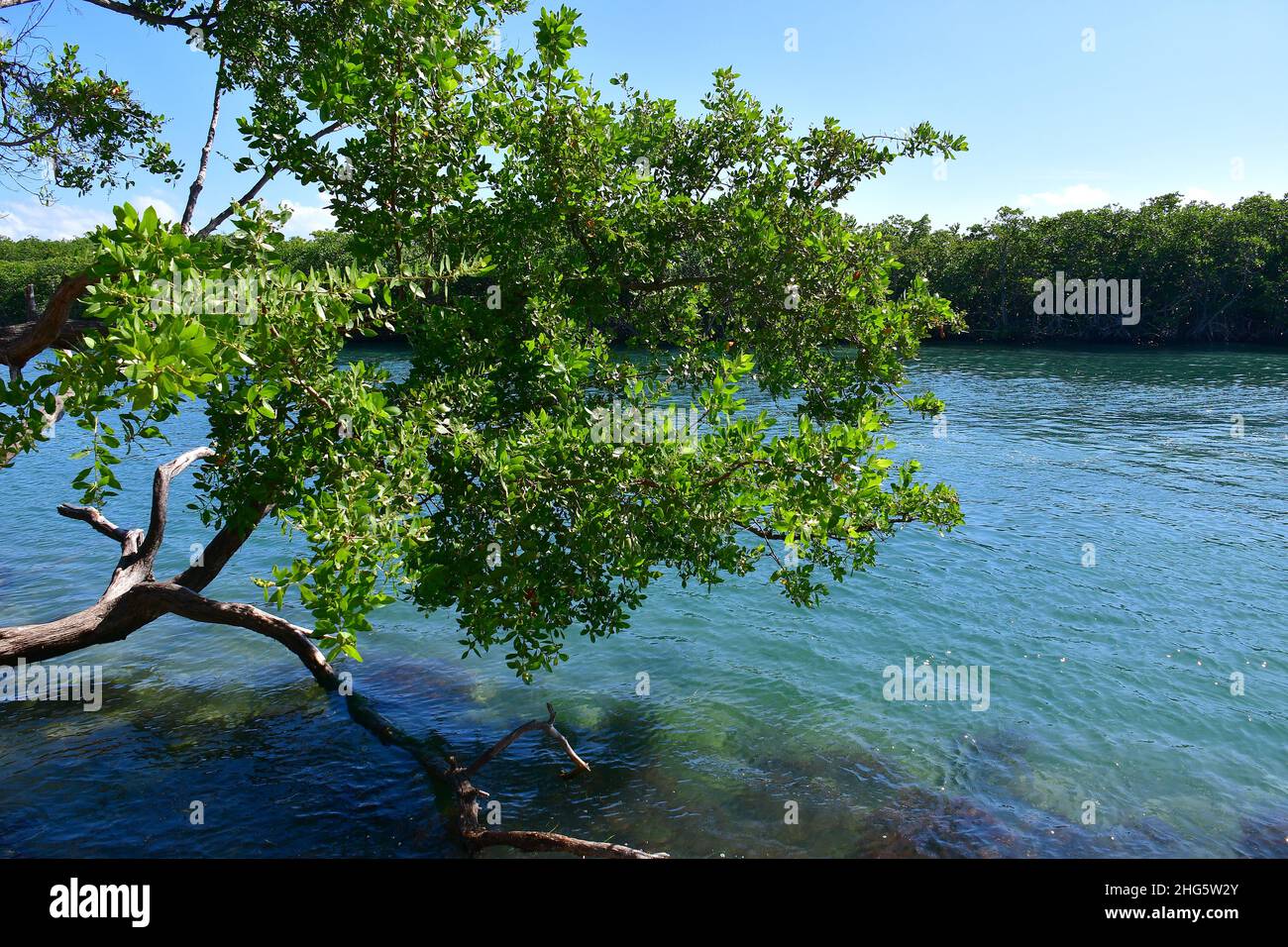 Mangrove at quintana roo hi-res stock photography and images - Alamy