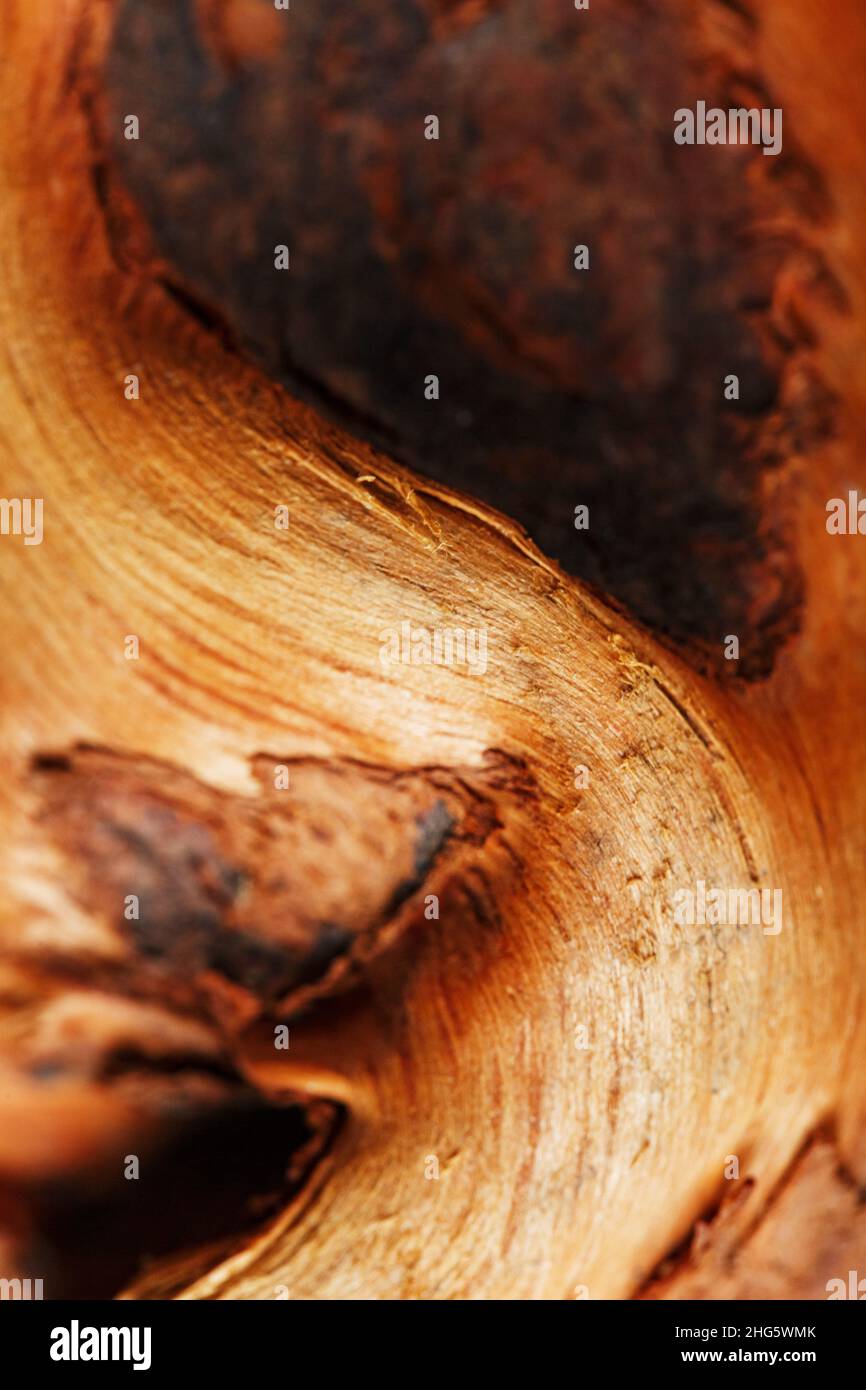 Natural Bonsai snag trunk close-up wood texture. Driftwood Texture ...