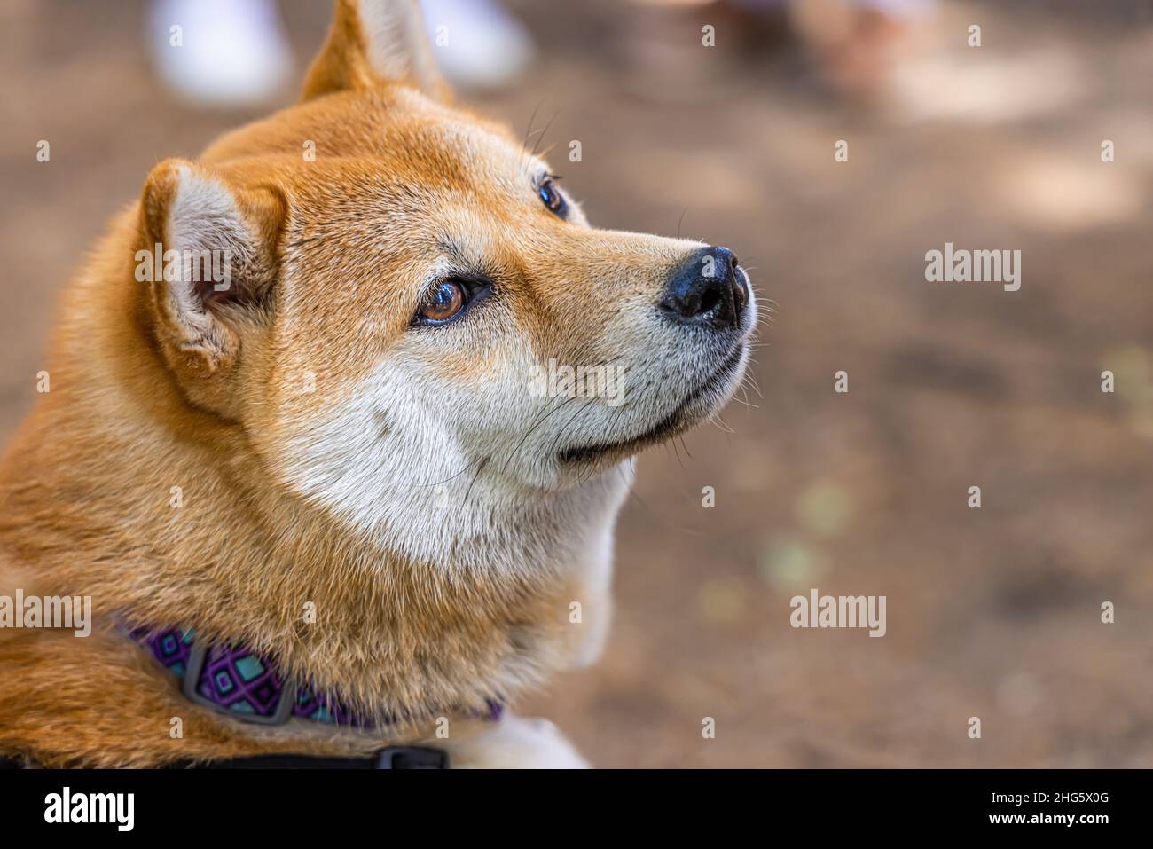 Side view on the head and snout of a cute and healthy Shiba Inu dog ...