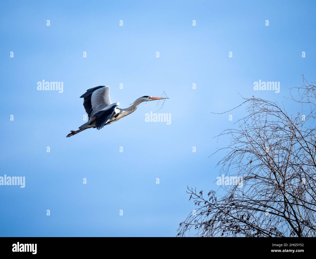 Grey Heron In Flight Against Holding a Branch to Build a Nest Stock ...