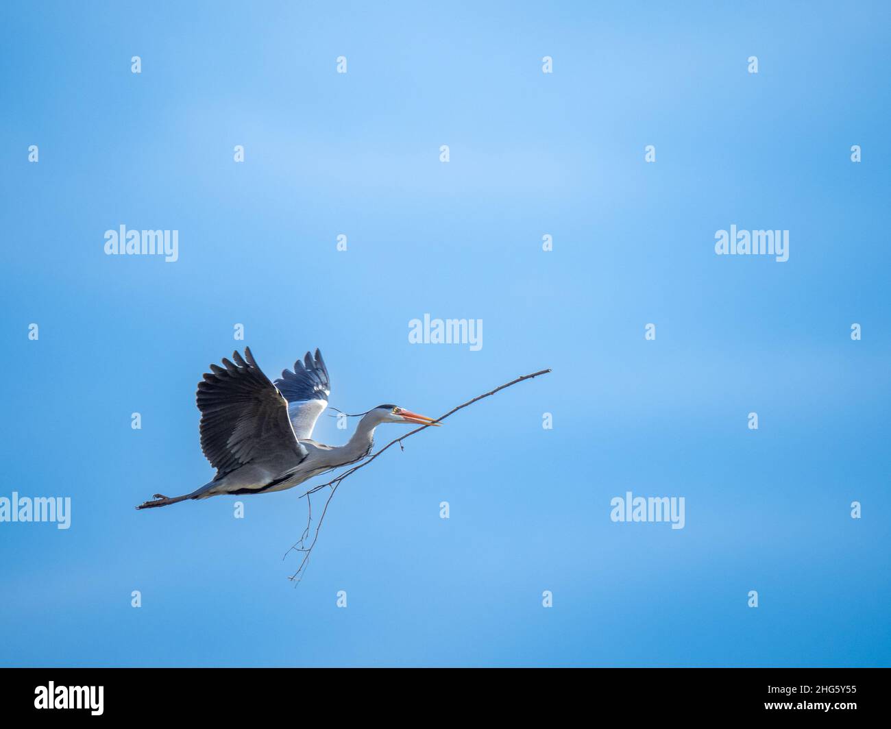 Blue heron bird build a nest hi-res stock photography and images - Alamy