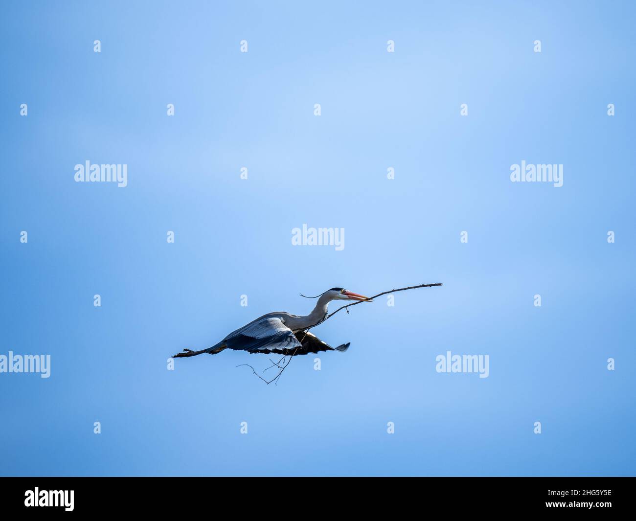 Blue heron bird build a nest hi-res stock photography and images - Alamy