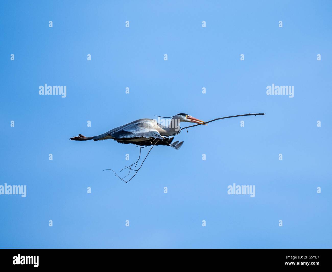 Blue heron bird build a nest hi-res stock photography and images - Alamy