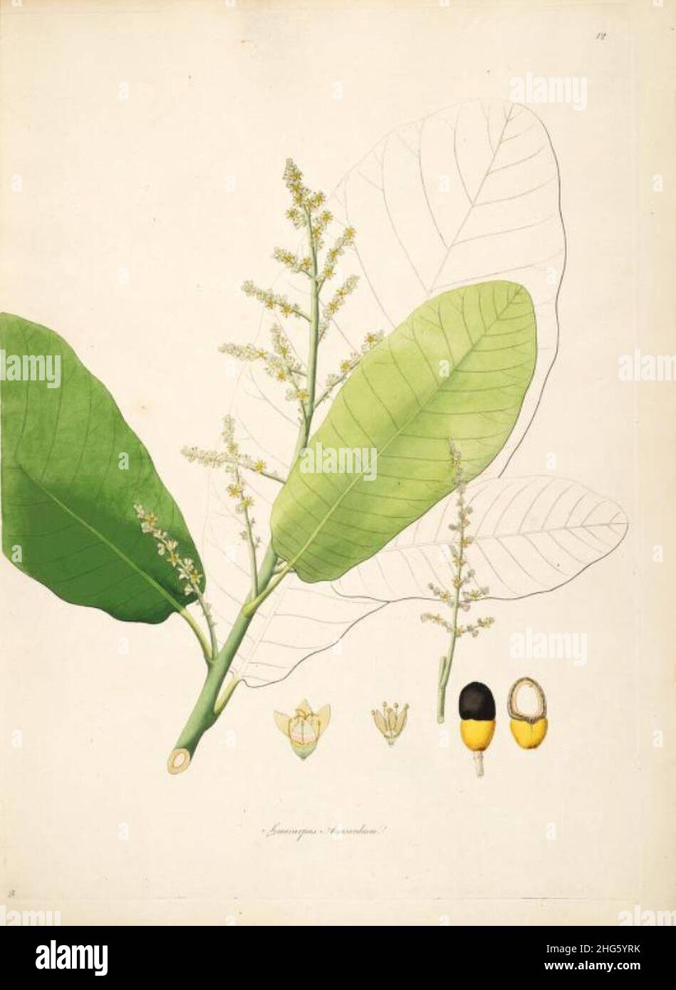 Semecarpus anacardium hi-res stock photography and images - Alamy