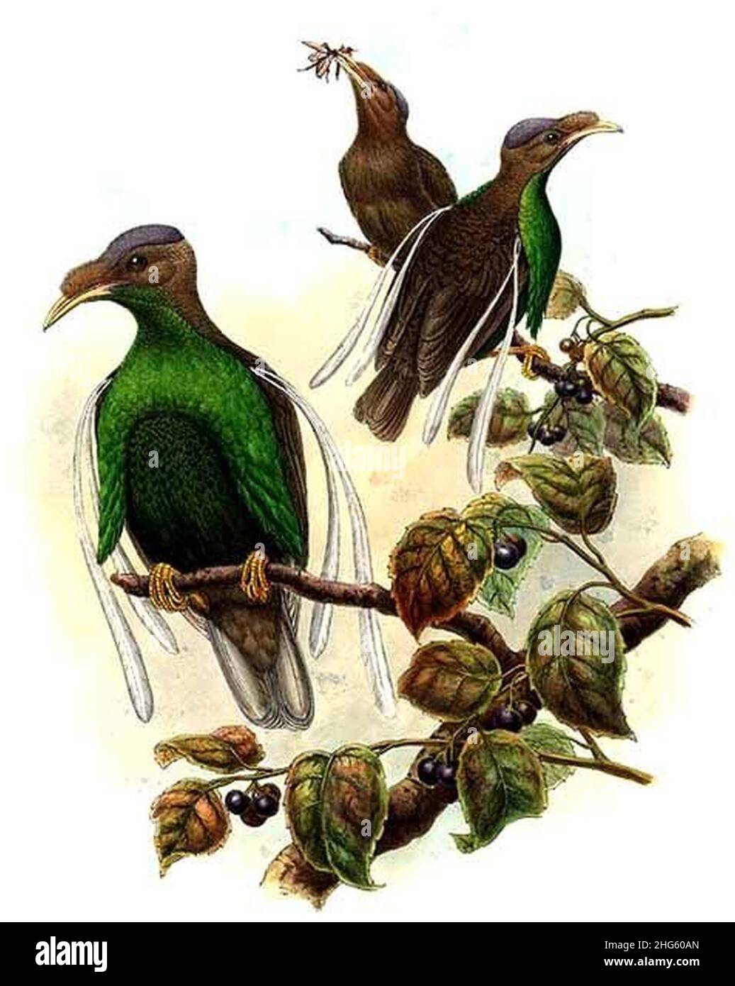 Semioptera wallacei hi-res stock photography and images - Alamy