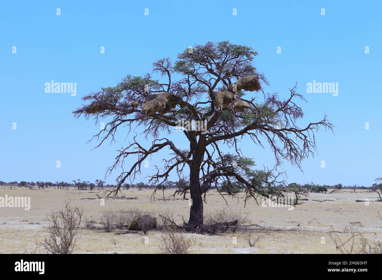 Kgalagadi landscape with tree Stock Photo - Alamy