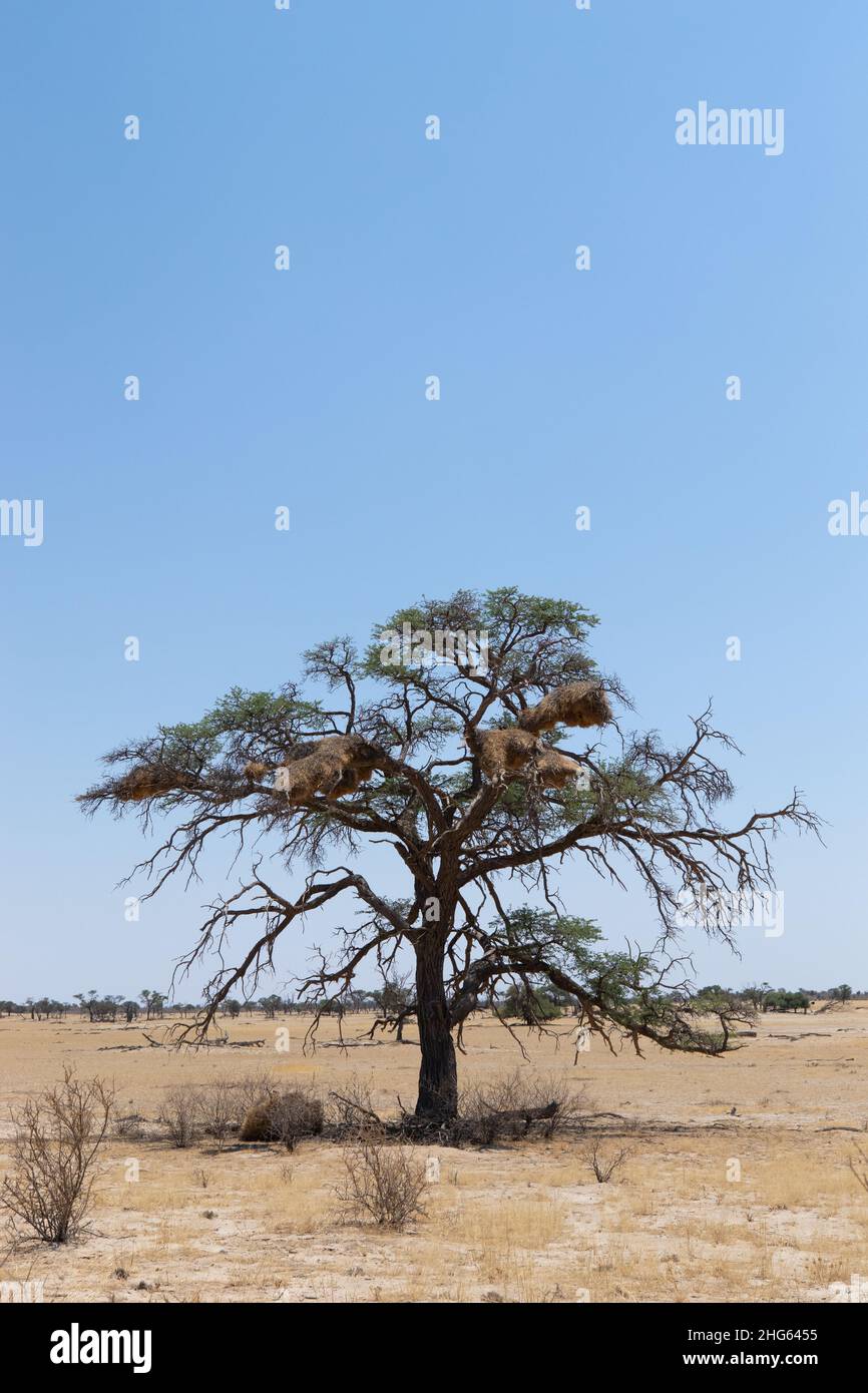 Kgalagadi landscape with tree Stock Photo - Alamy