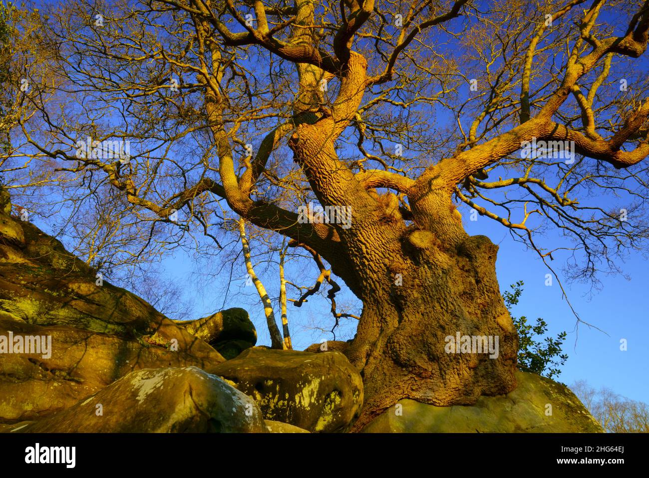 Golden oak tree hi-res stock photography and images - Alamy