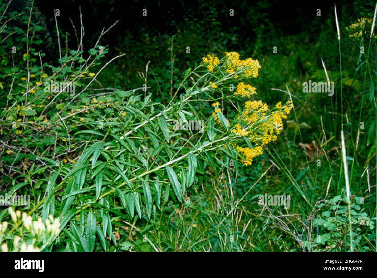 Senecio serra hi-res stock photography and images - Alamy