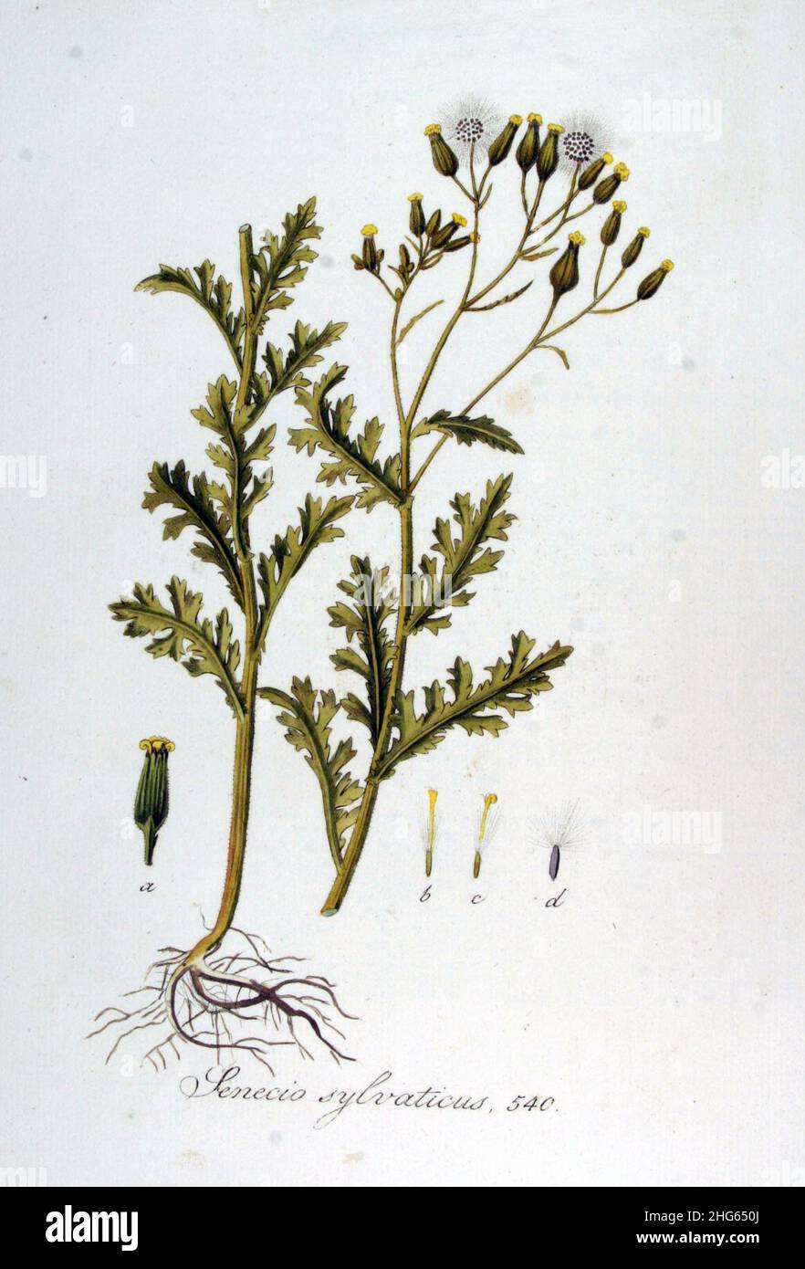 Senecio sylvaticus — Flora Batava — Volume v7 Stock Photo - Alamy