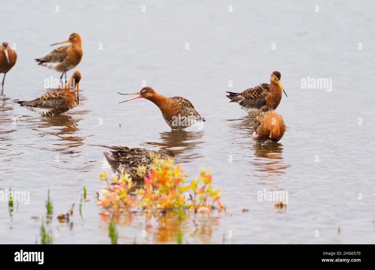 Distal rhynchokinesis hi-res stock photography and images - Alamy