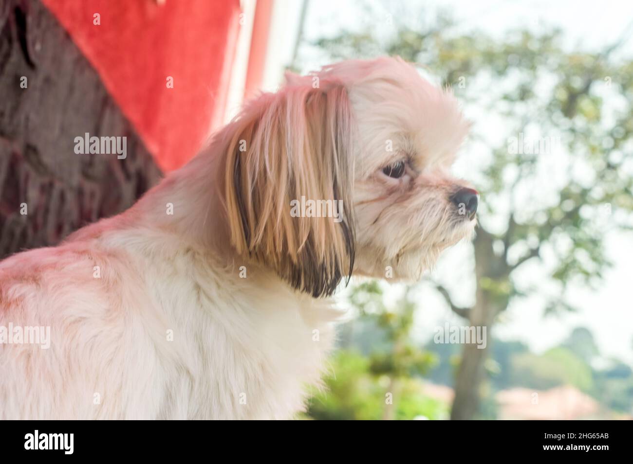 sad dog with different expressions, copy space and natural light Stock ...