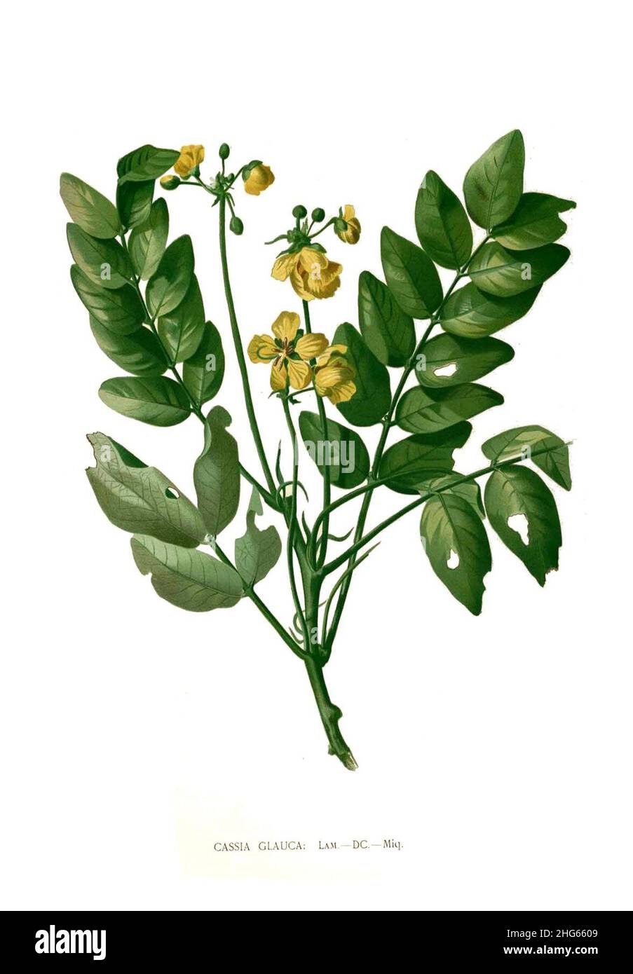 Senna sulfurea Blanco clean Stock Photo - Alamy