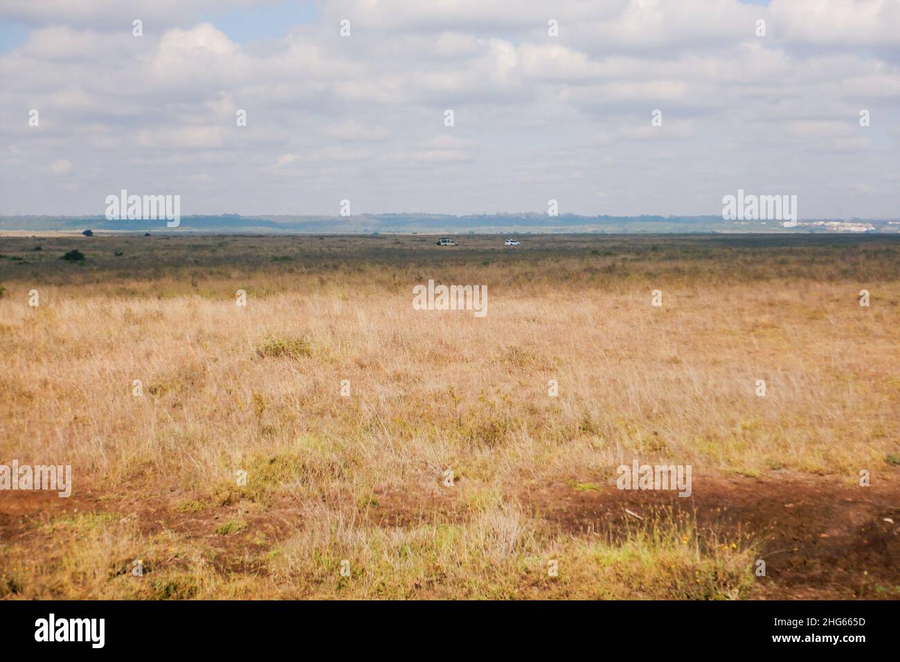 Scenic view of Savannah grassland landscapes of Nairobi National Park ...