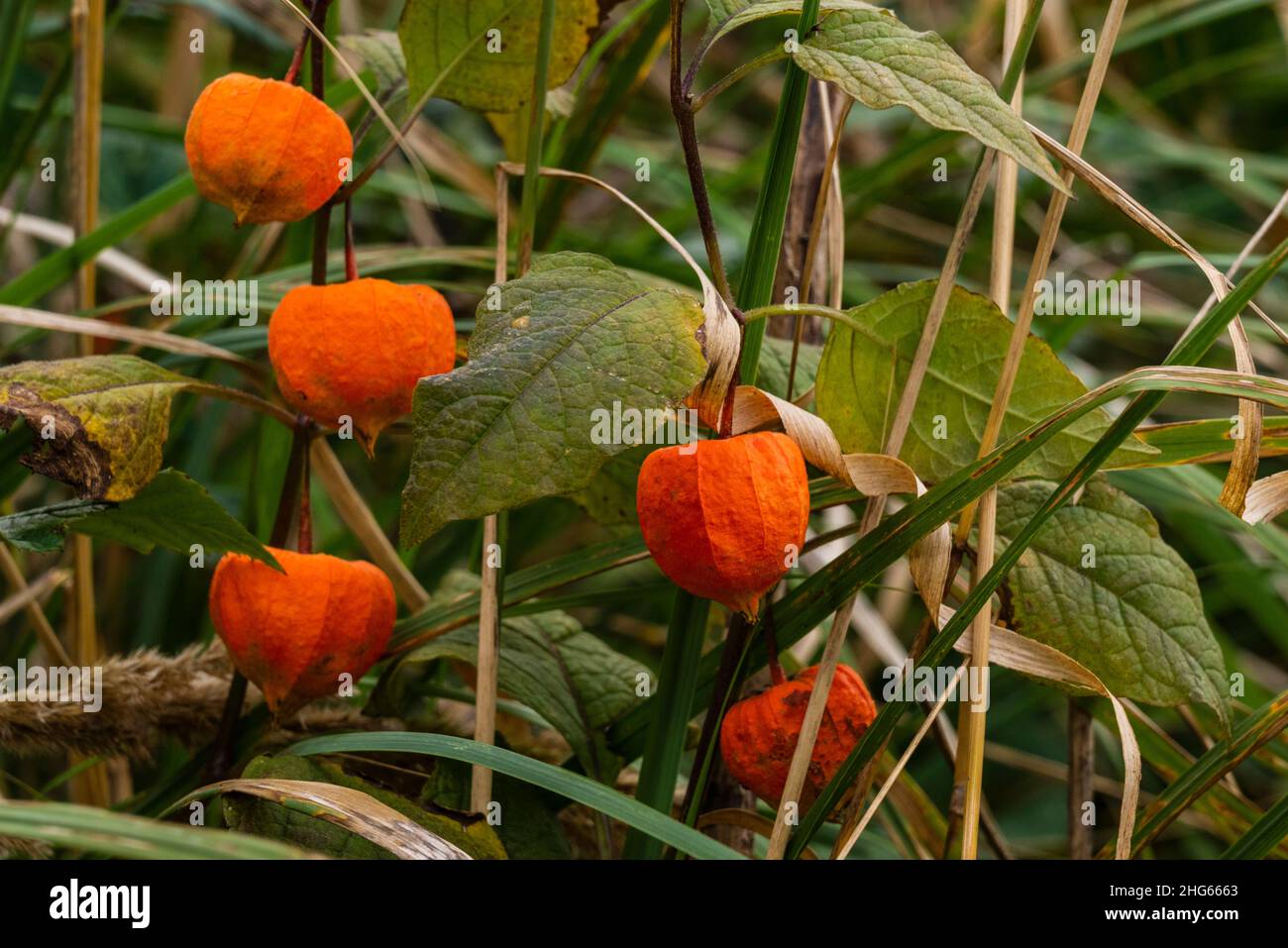Bladder cherry hi-res stock photography and images - Alamy