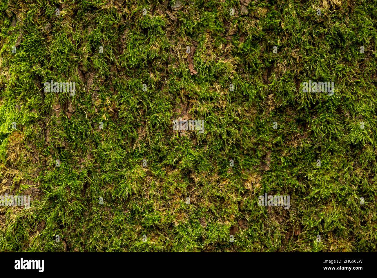 Full frame close-up of green moss covering a might old tree trunk ...