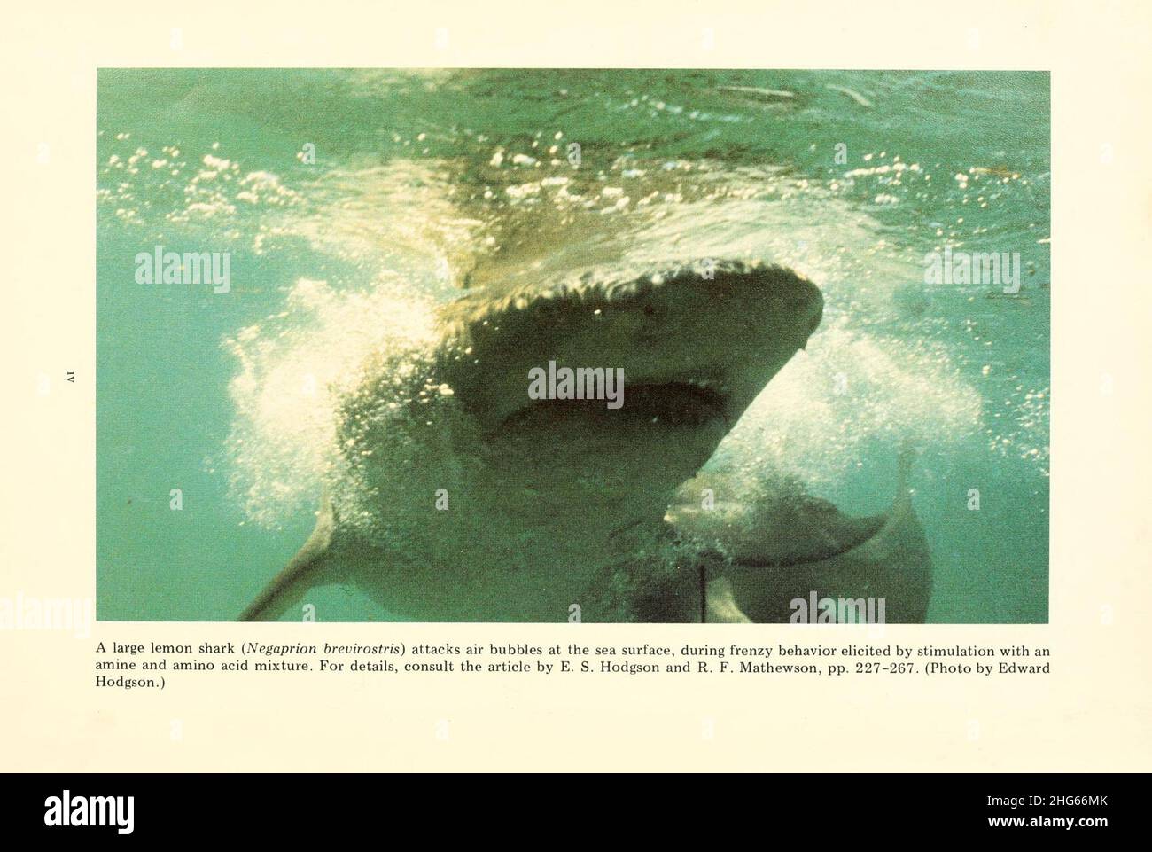 Sensory biology of sharks, skates, and rays Stock Photo - Alamy