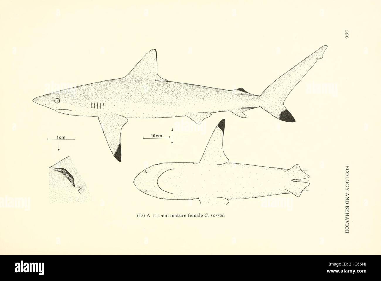 Sensory biology of sharks, skates, and rays (Page 586 Stock Photo - Alamy