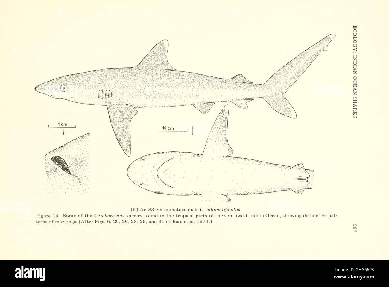 Sensory biology of sharks, skates, and rays (Page 587 Stock Photo - Alamy