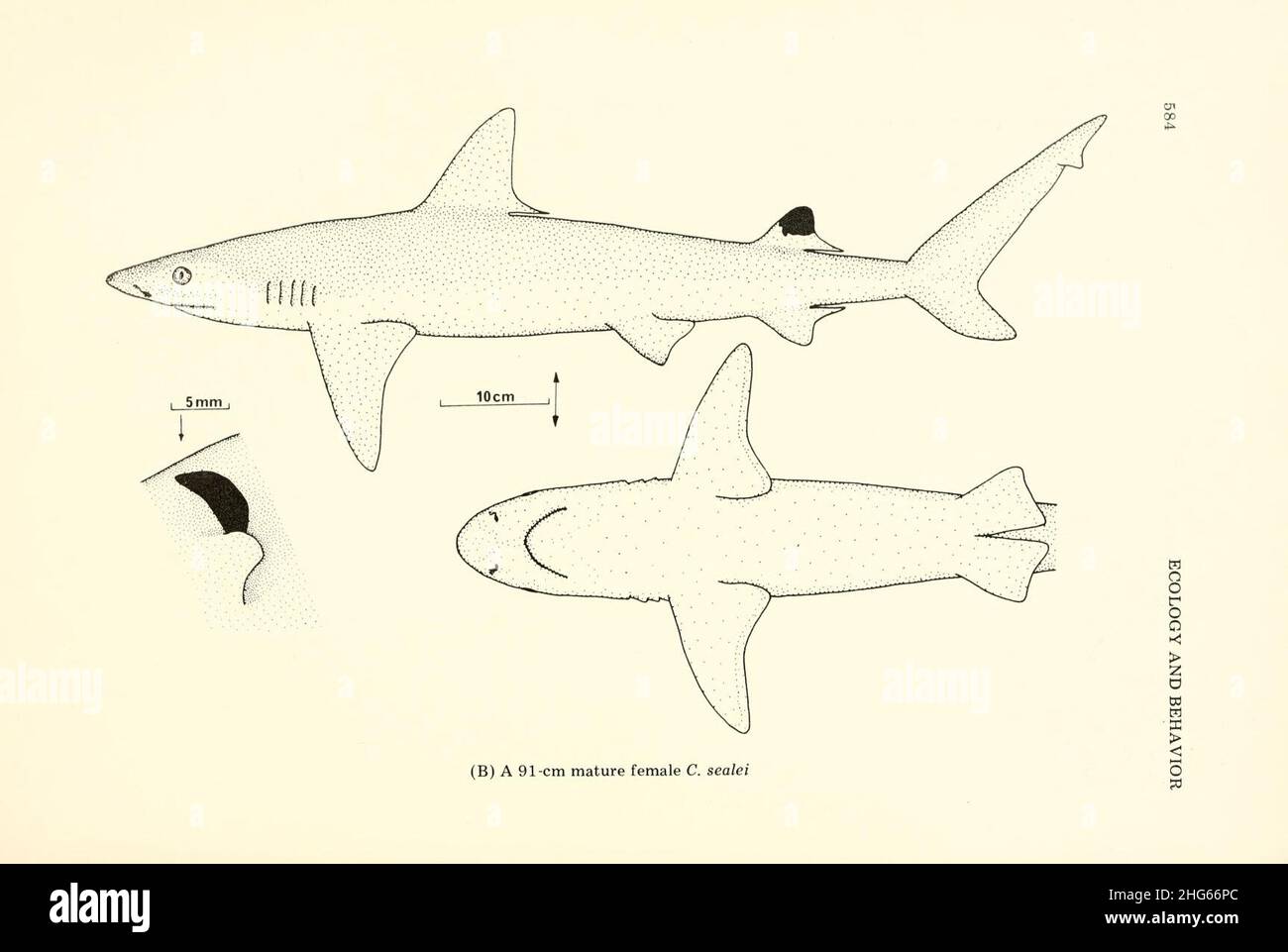 Sensory biology of sharks, skates, and rays (Page 584 Stock Photo - Alamy