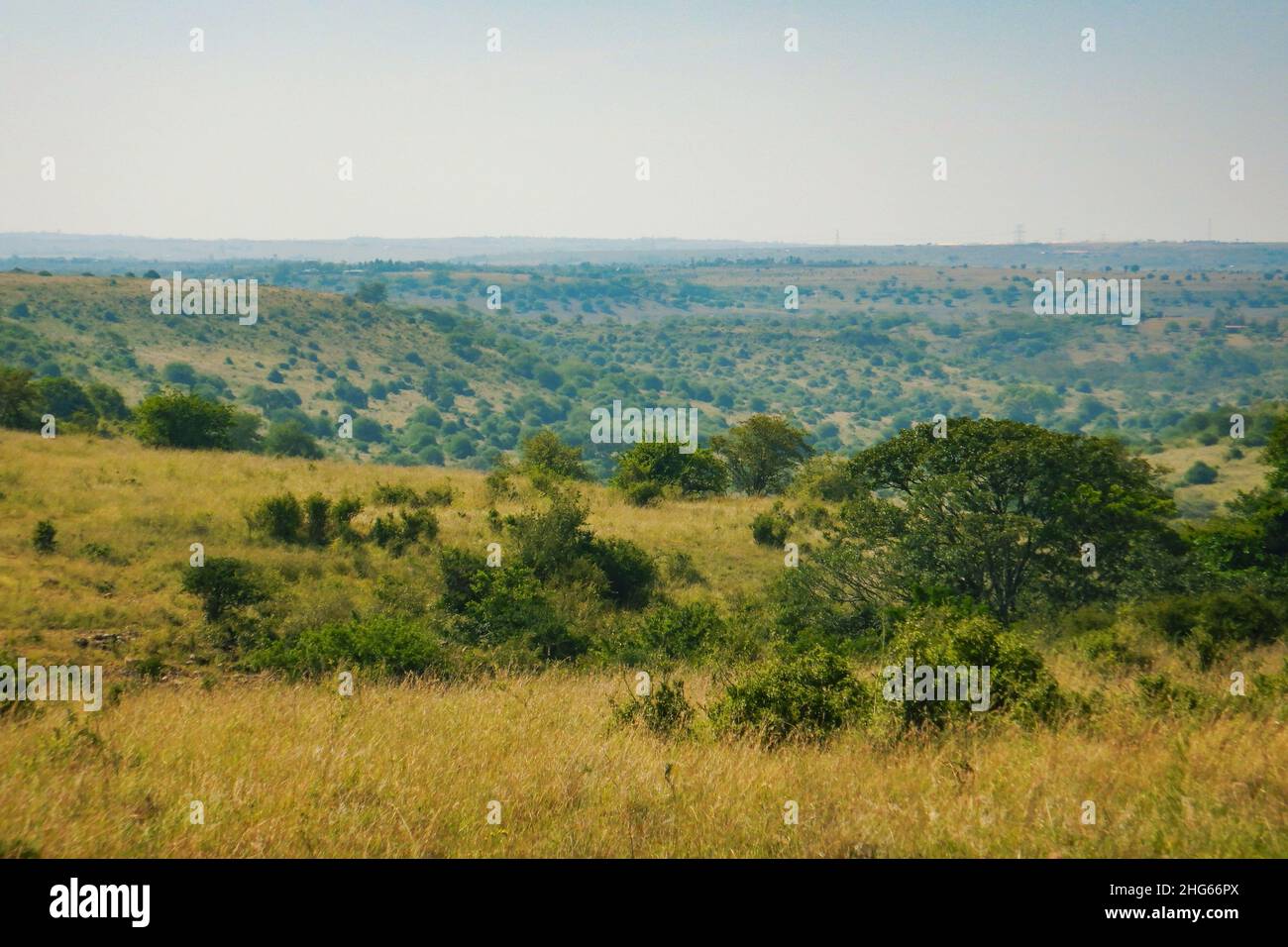 Scenic view of Savannah grassland landscapes of Nairobi National Park ...