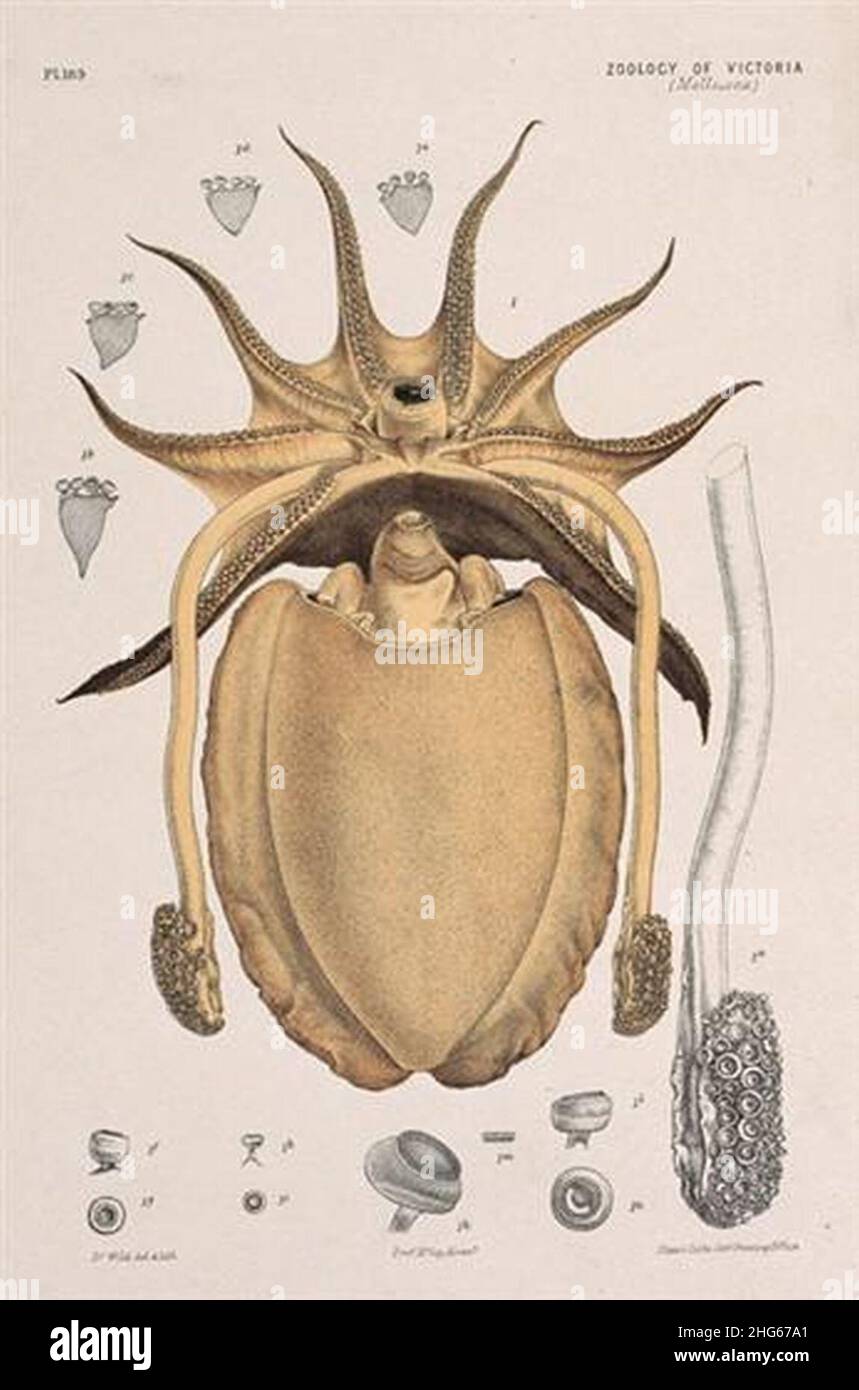 Apama hi-res stock photography and images - Alamy