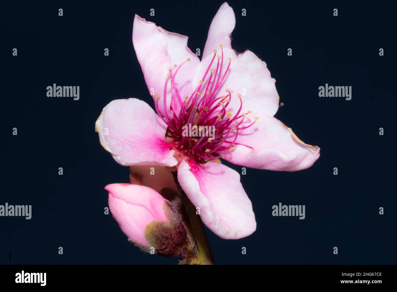 Creative blooms hi-res stock photography and images - Alamy