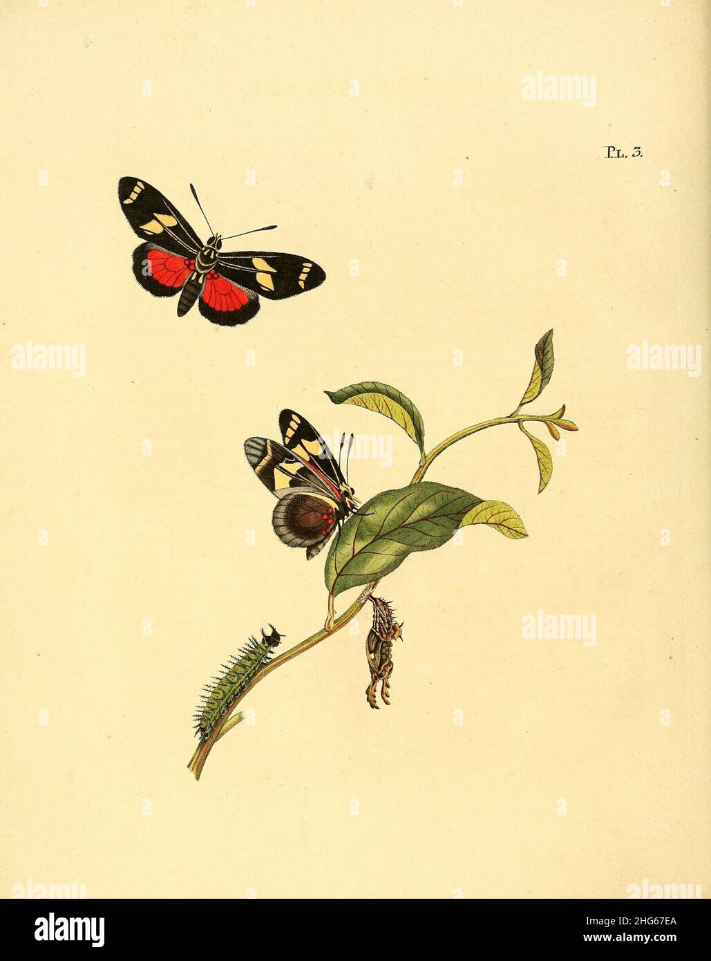 Heliconius ricini hi-res stock photography and images - Alamy