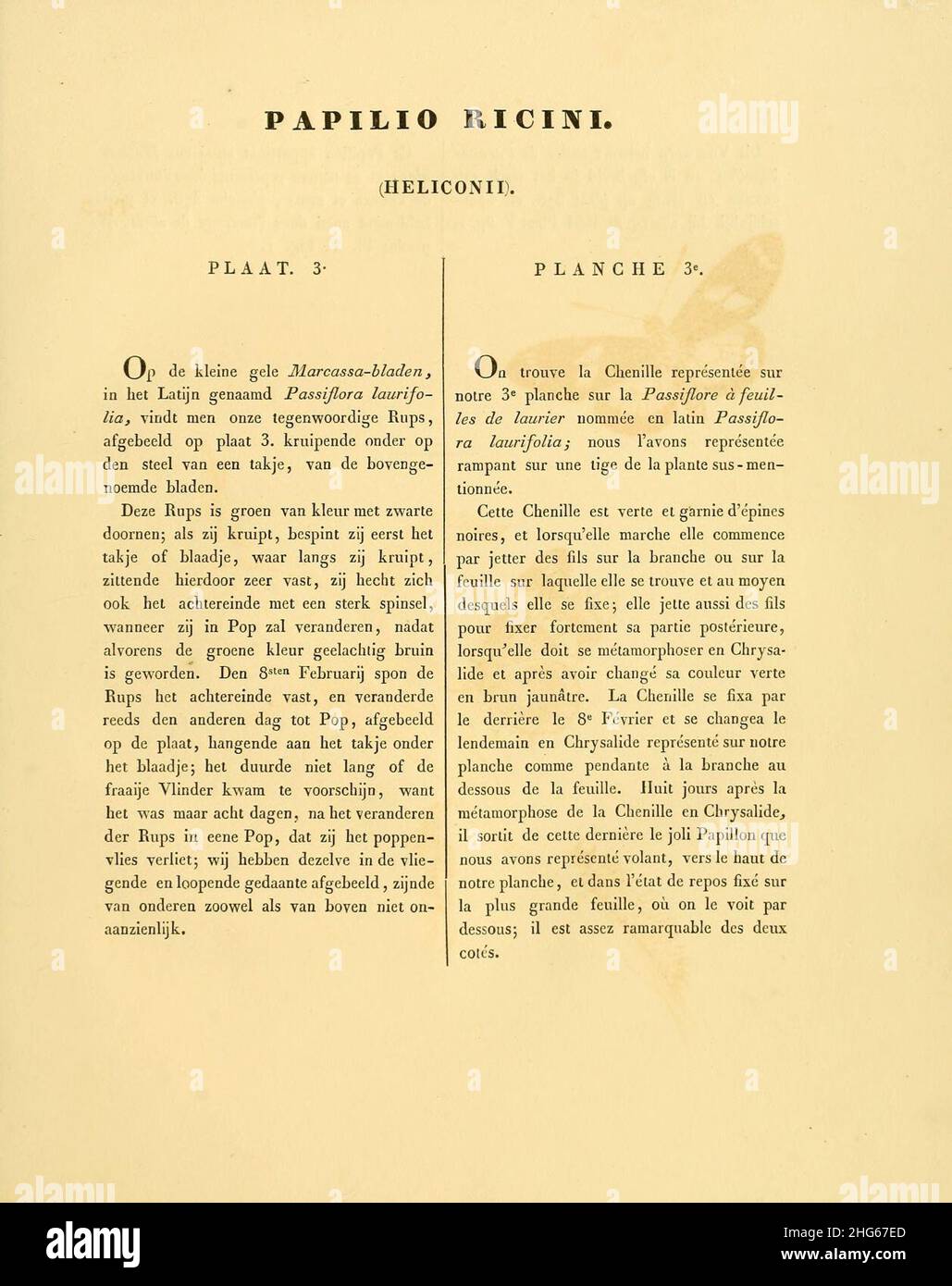 Sepp-Surinaamsche vlinders - pl 003 text1 Heliconius ricini Stock Photo ...