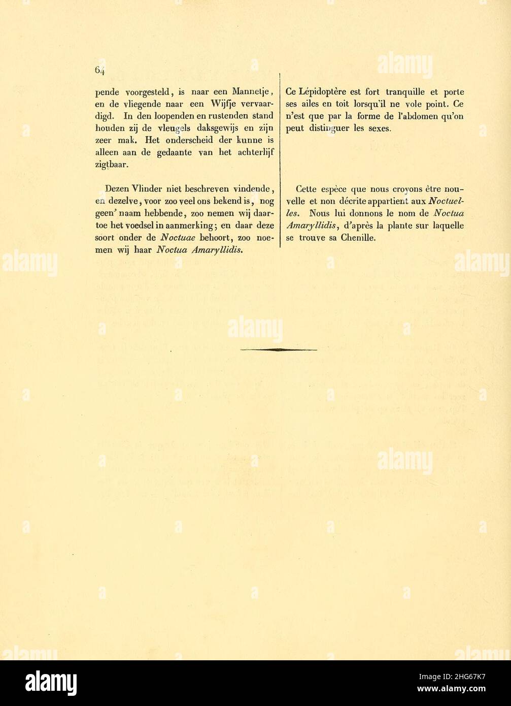Sepp-Surinaamsche vlinders - pl 028 text2 Xanthopastis timais Stock ...