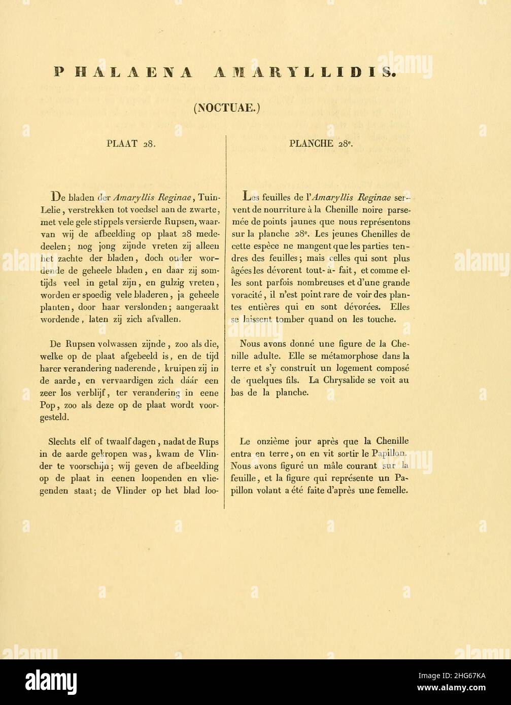 Sepp-Surinaamsche vlinders - pl 028 text1 Xanthopastis timais Stock ...