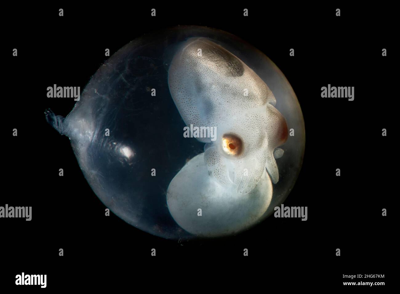A small cuttlefish (Sepia officinalis) still in its egg, about 1 cm ...