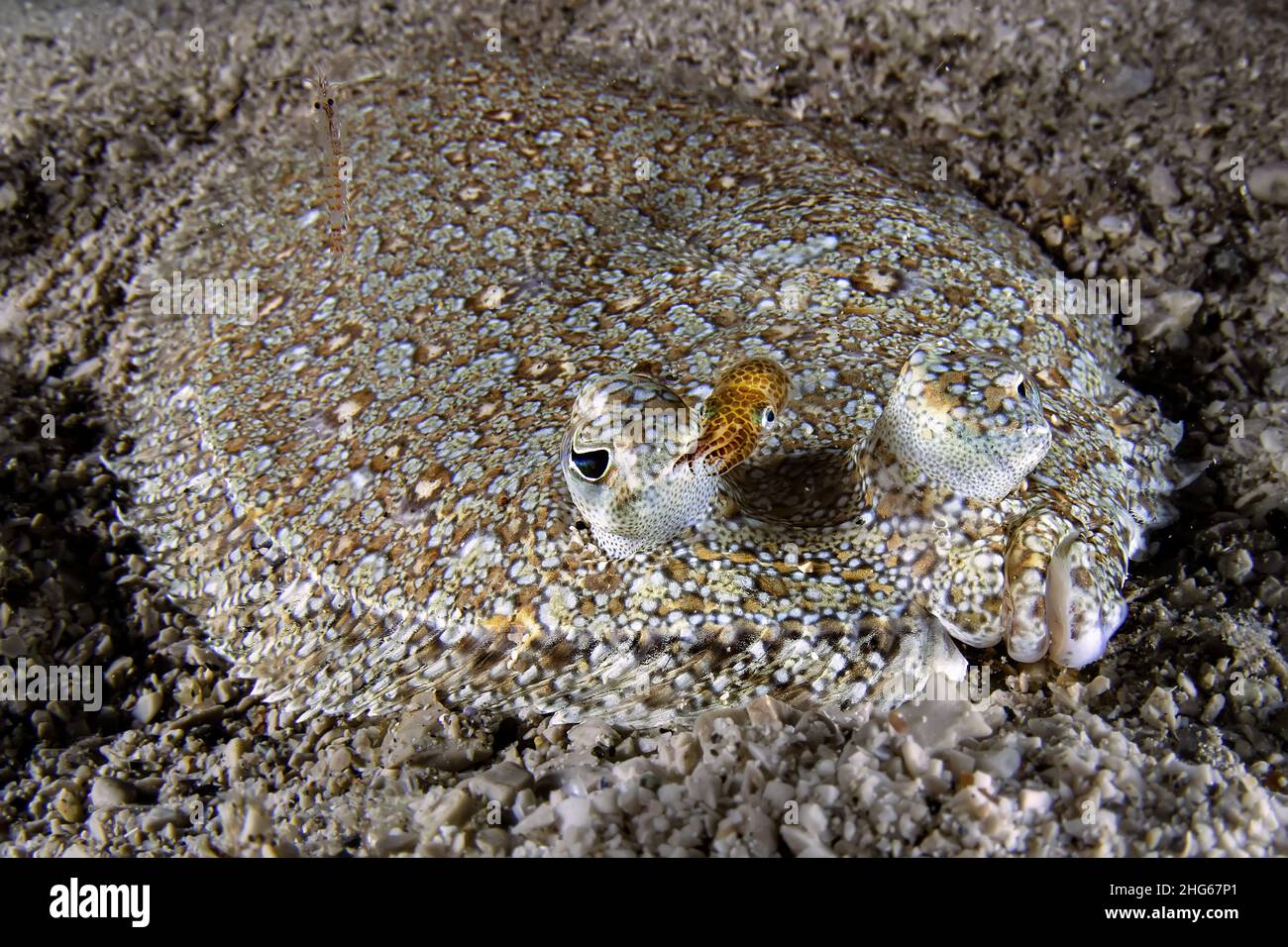 Solea sp hi-res stock photography and images - Alamy