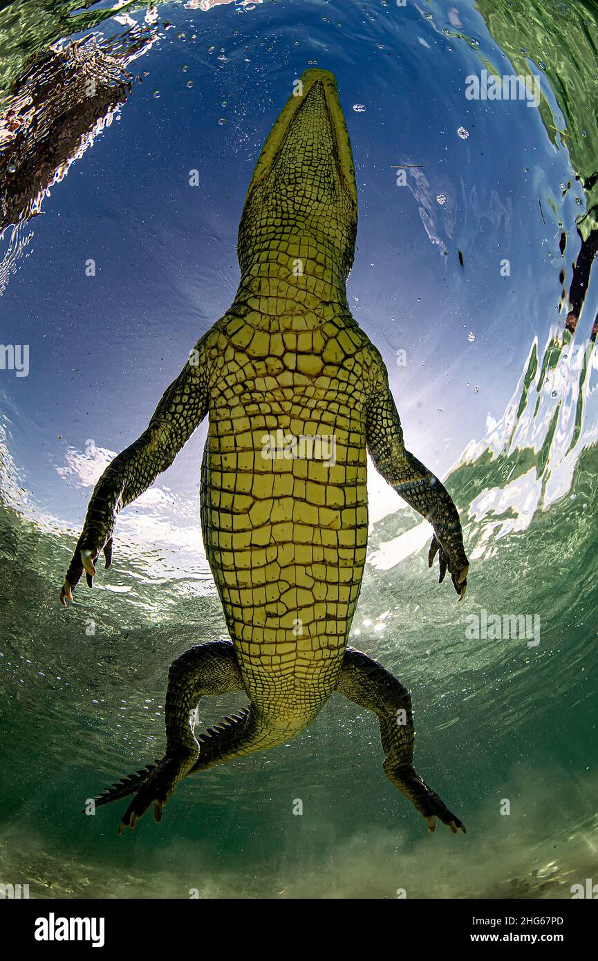 An american crocodile (Crocodylus acutus) in an unusual shot from below ...