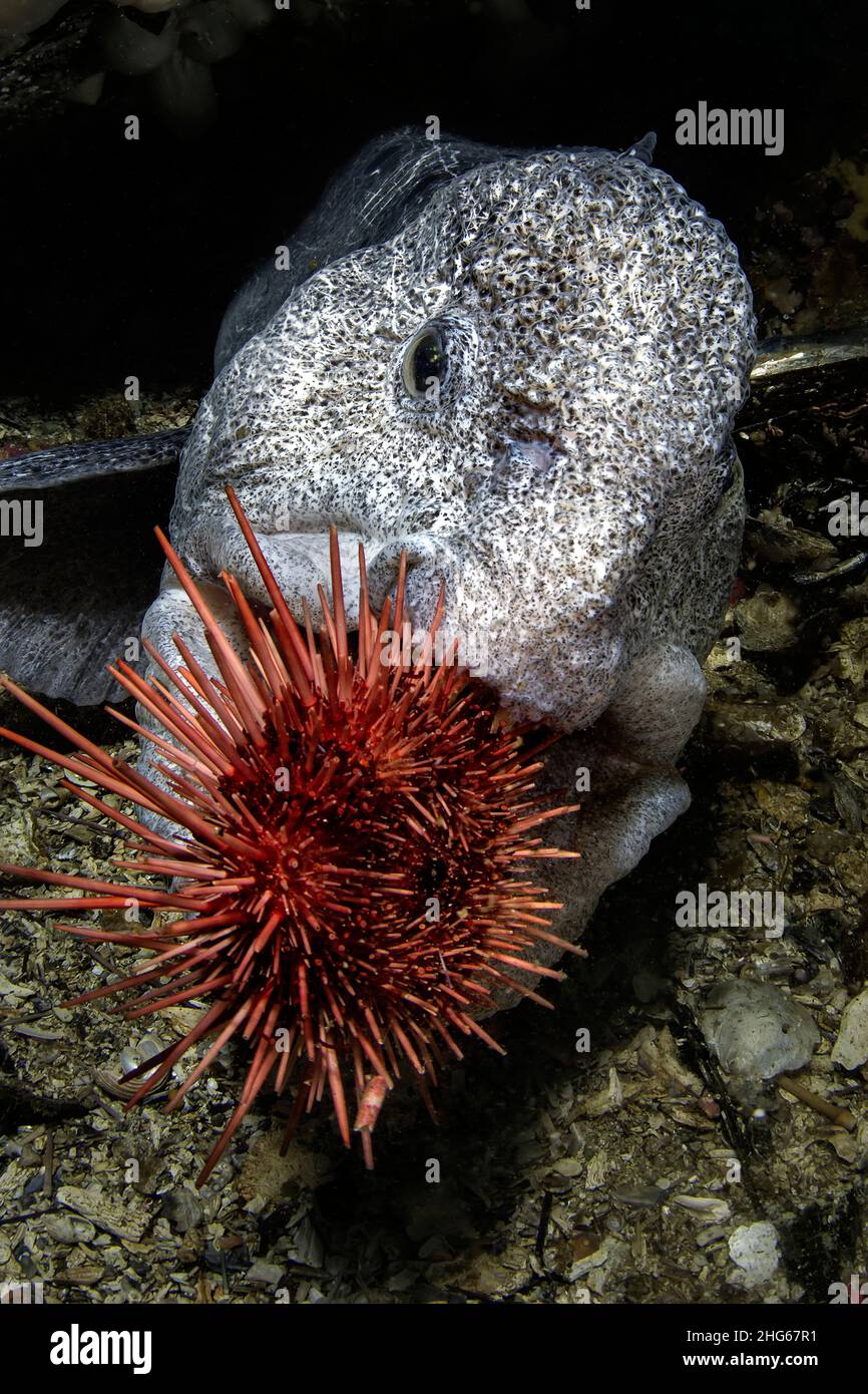 Eel eating urchin hi-res stock photography and images - Alamy