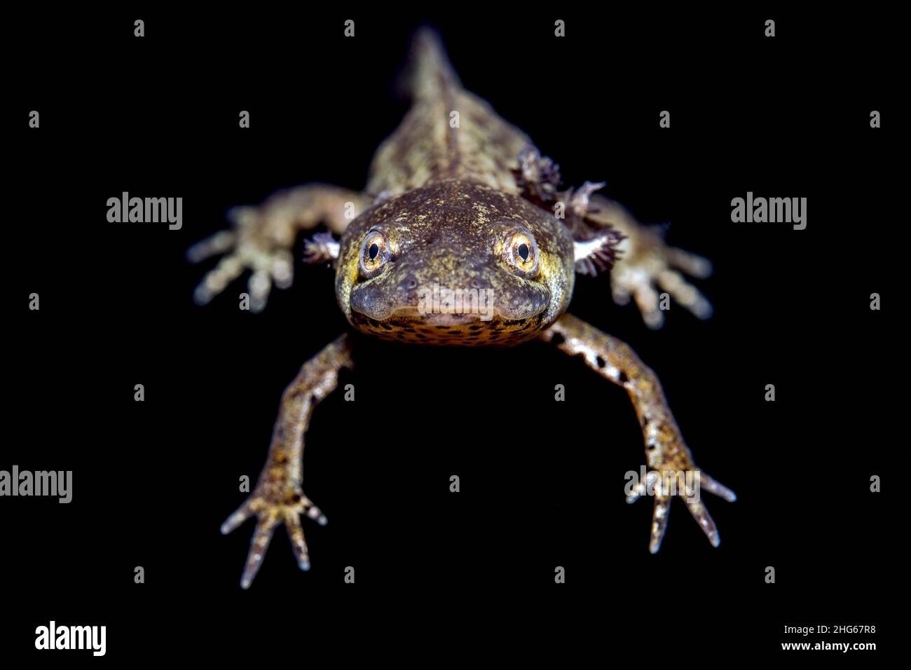 An italian crested newt (Triturus carnifex) swimming calm in the placid ...