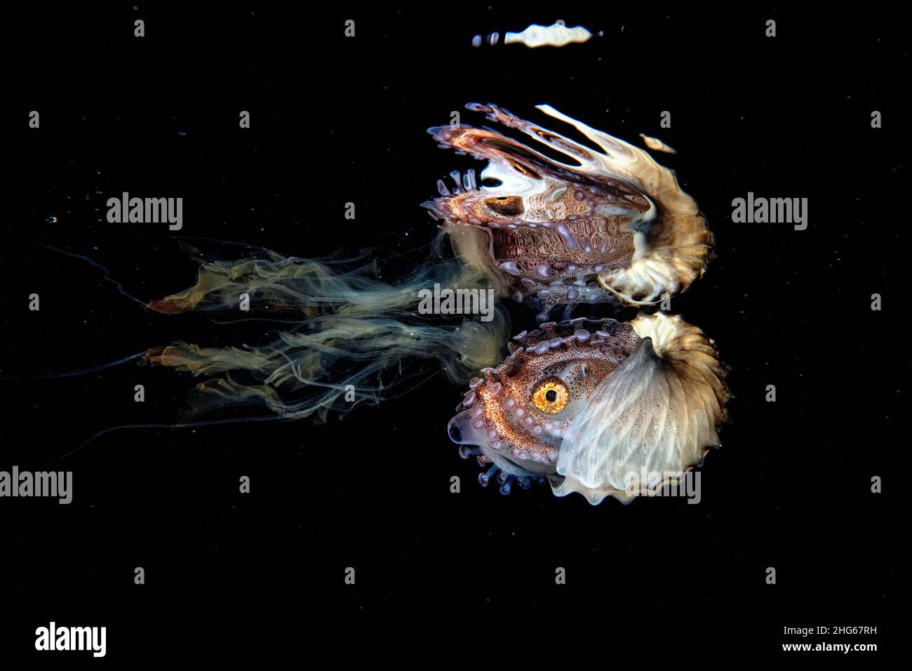 Argonauta hi-res stock photography and images - Alamy