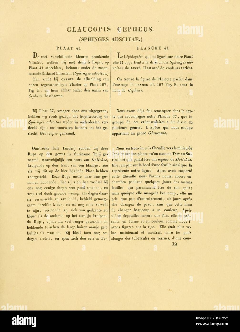 Sepp-Surinaamsche vlinders - pl 041 text1 Histioea cepheus Stock Photo - Alamy