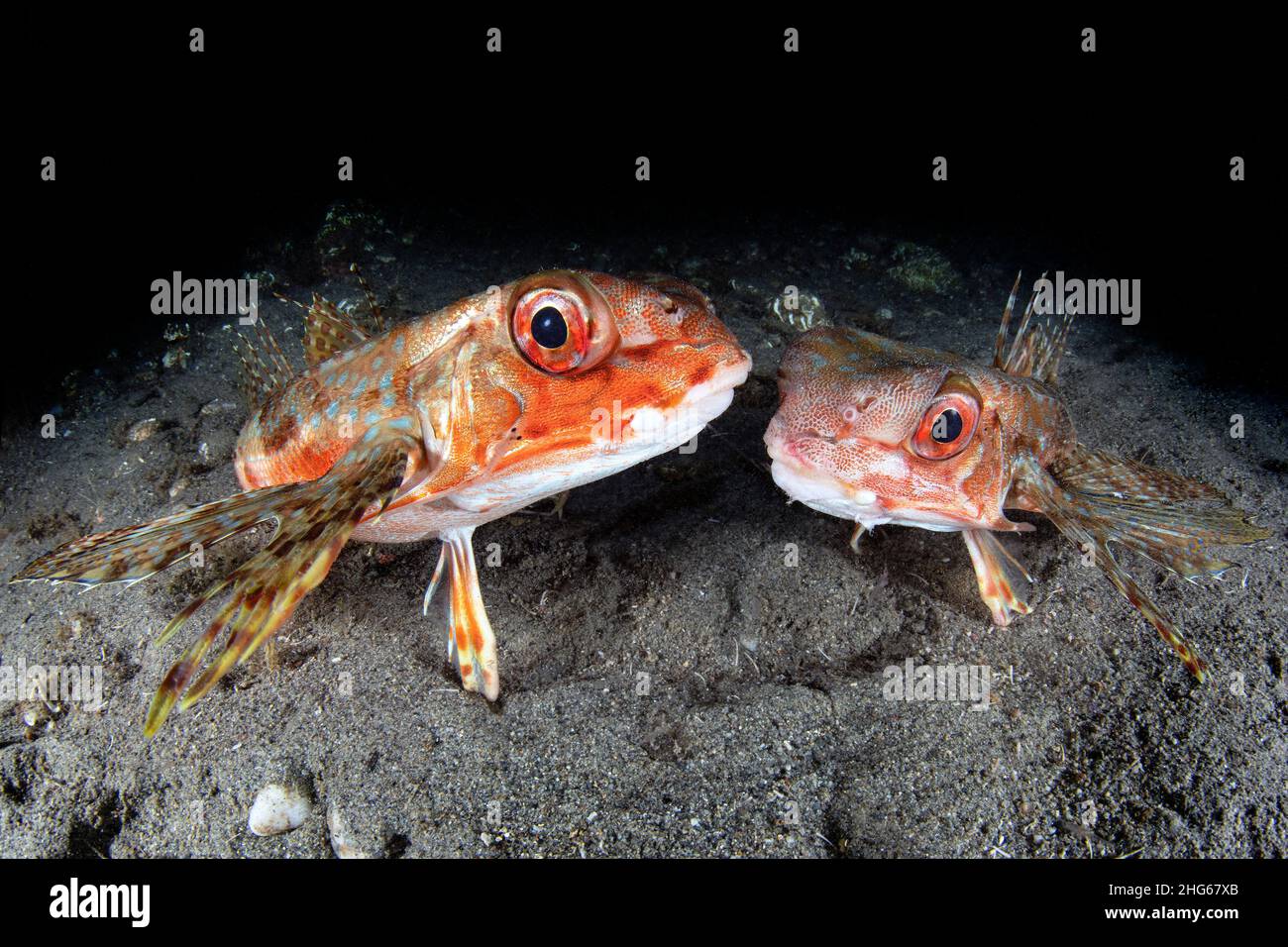 A couple of flying gurnard (Dactylopterus volitans) during a night dive ...